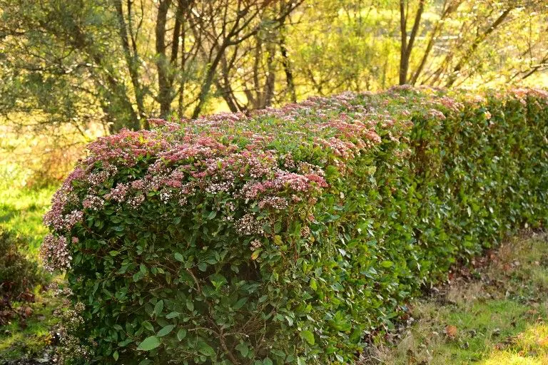 Viburnum Tinus Schneiden