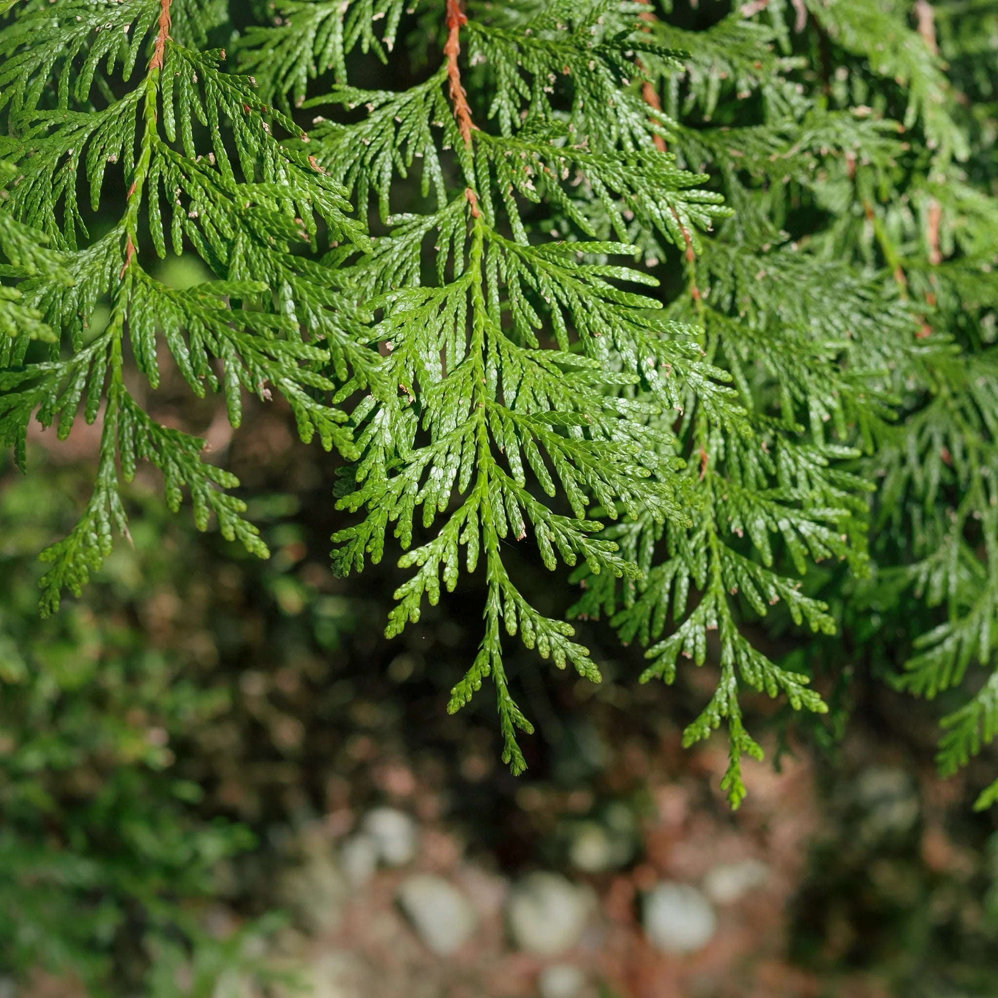 Thuja plicata 'Martin' (Lebensbaum) | Heckenpflanzen kaufen bei Garmundo.de