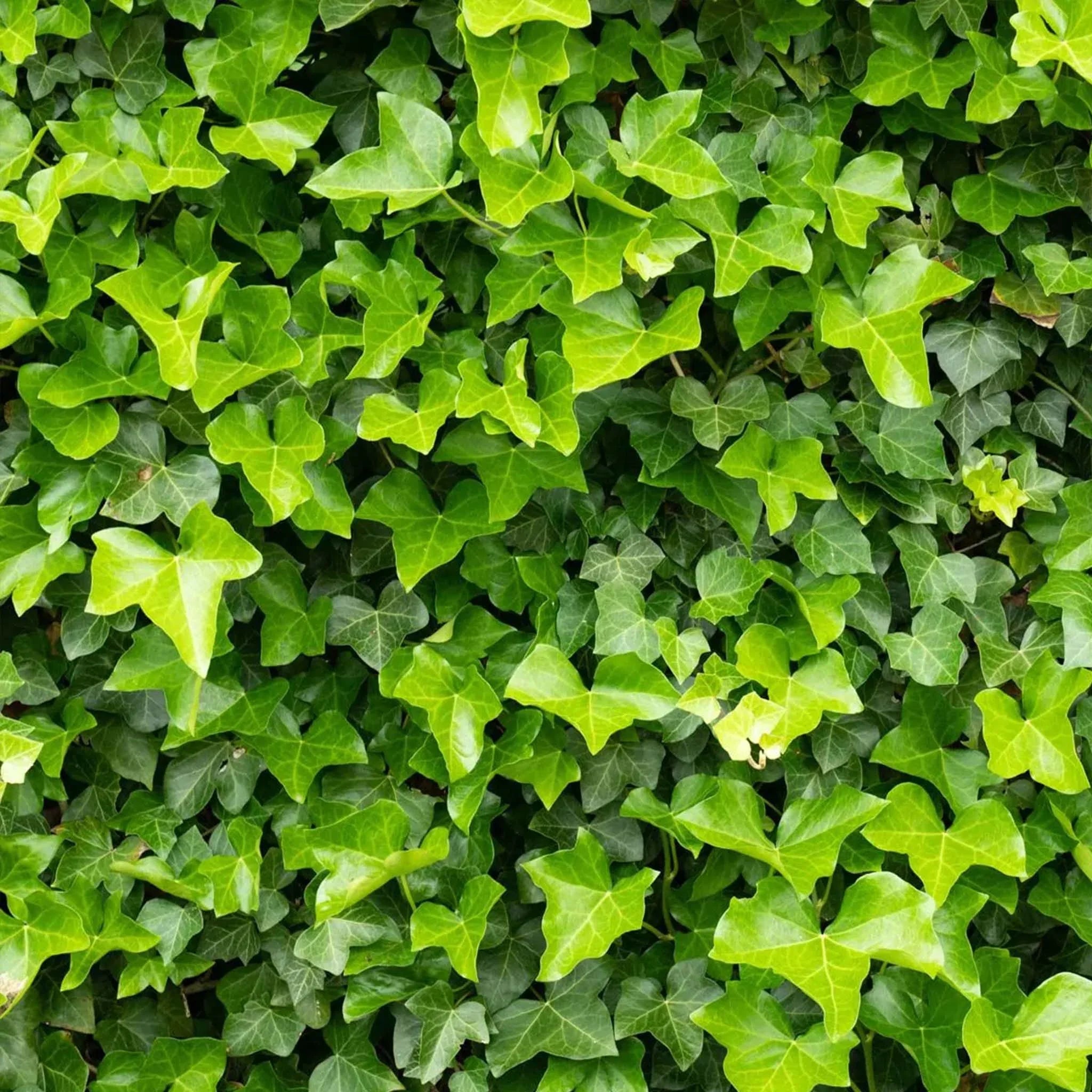 Efeu-Heckenpflanzen (Hedera) kaufen | Günstig online bei Garmundo