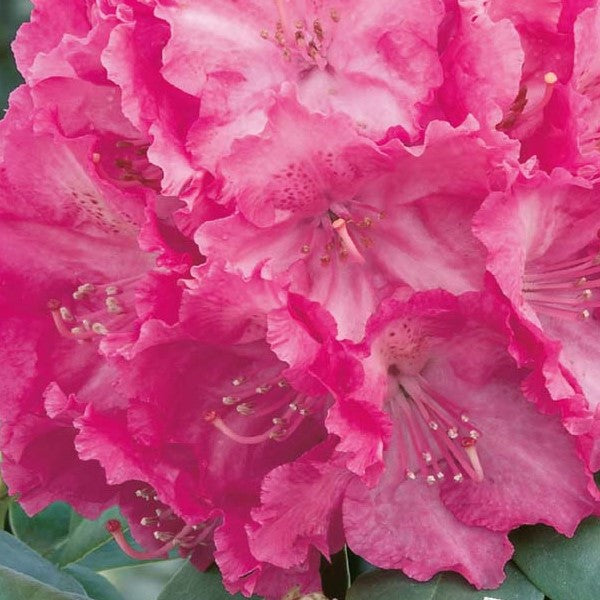 Rhododendron Germania | Gartenpflanzen kaufen bei Garmundo.de